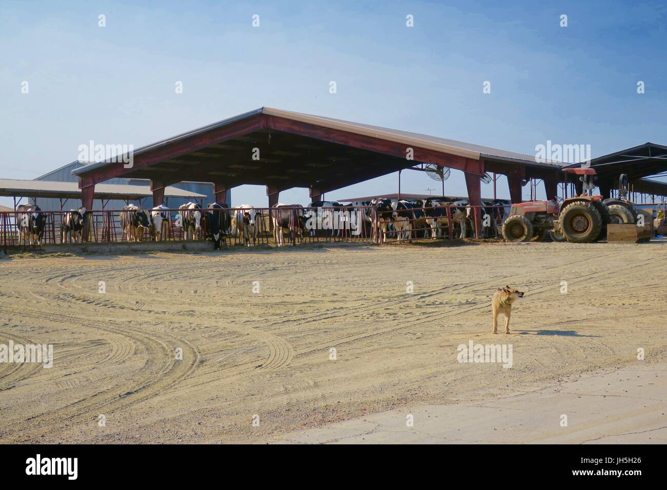 California dairy operation hi-res stock photography and images - Alamy