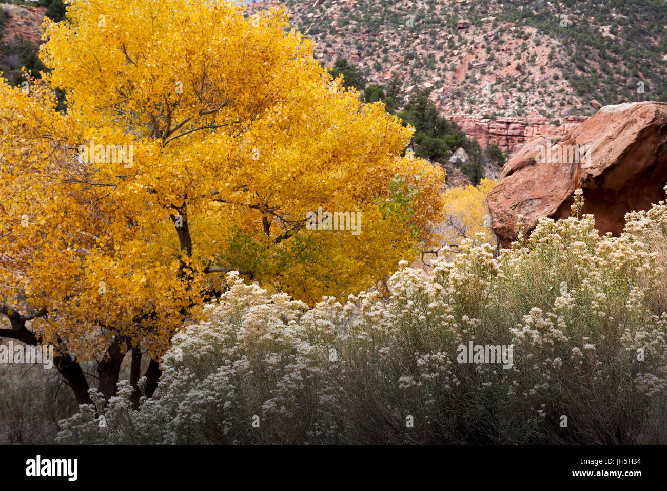 Zion National park trees Stock Photo - Alamy