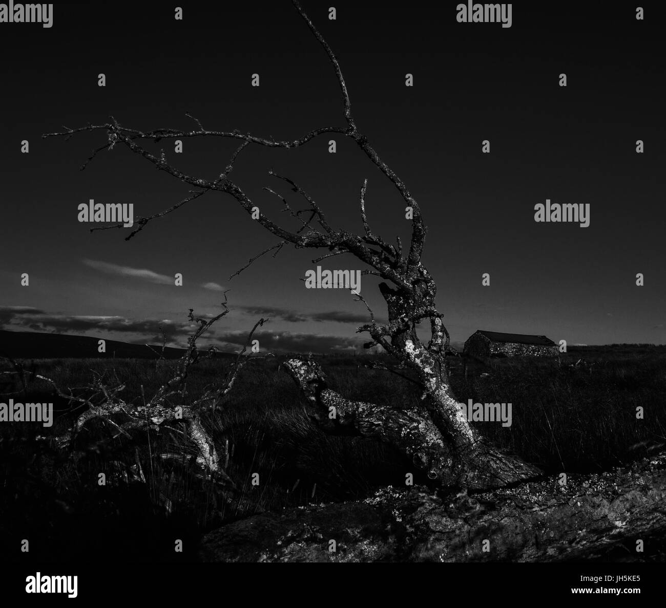 the Simon Cook collection Stock Photo - Alamy