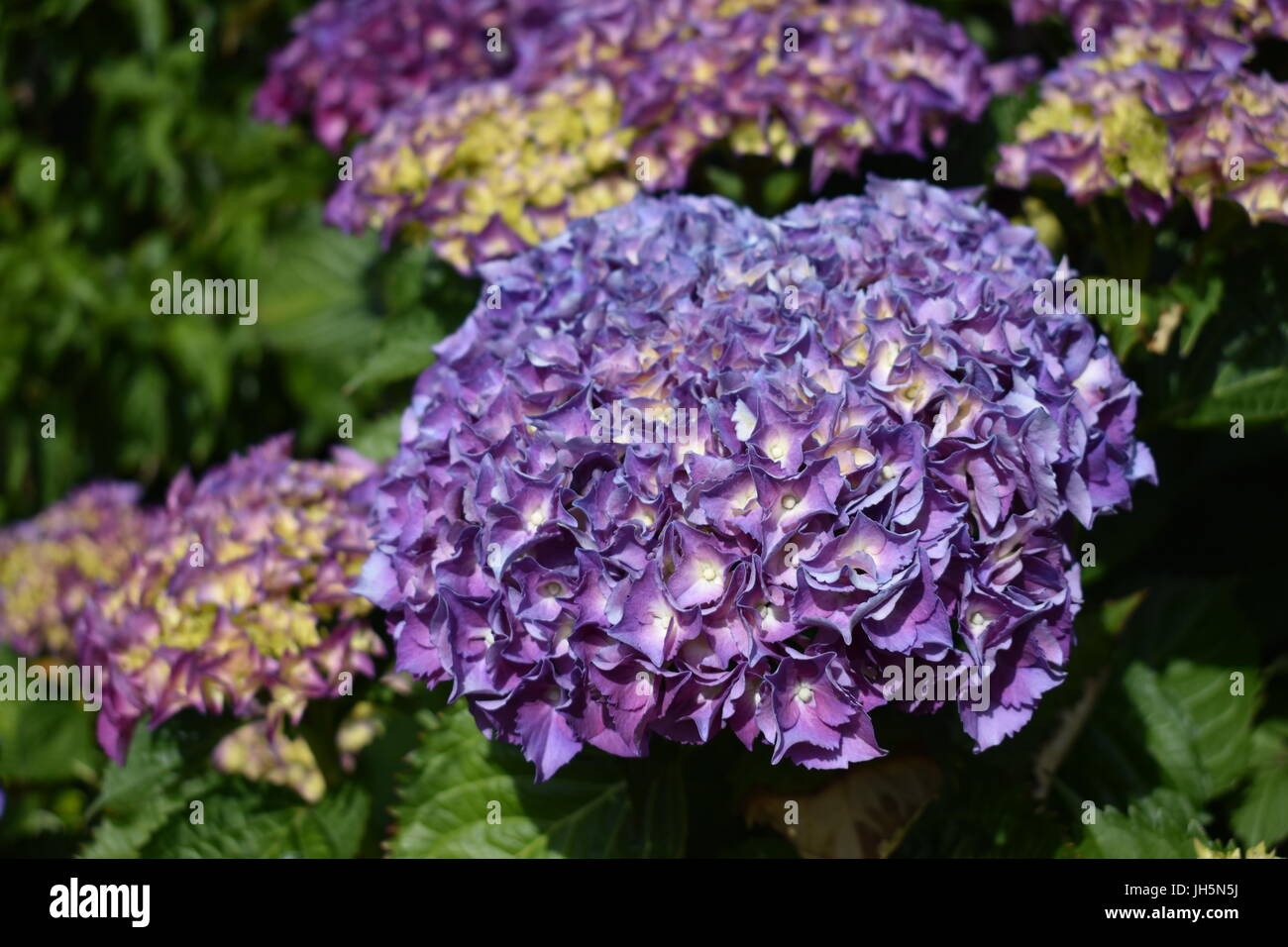 Royal purple petals hi-res stock photography and images - Alamy