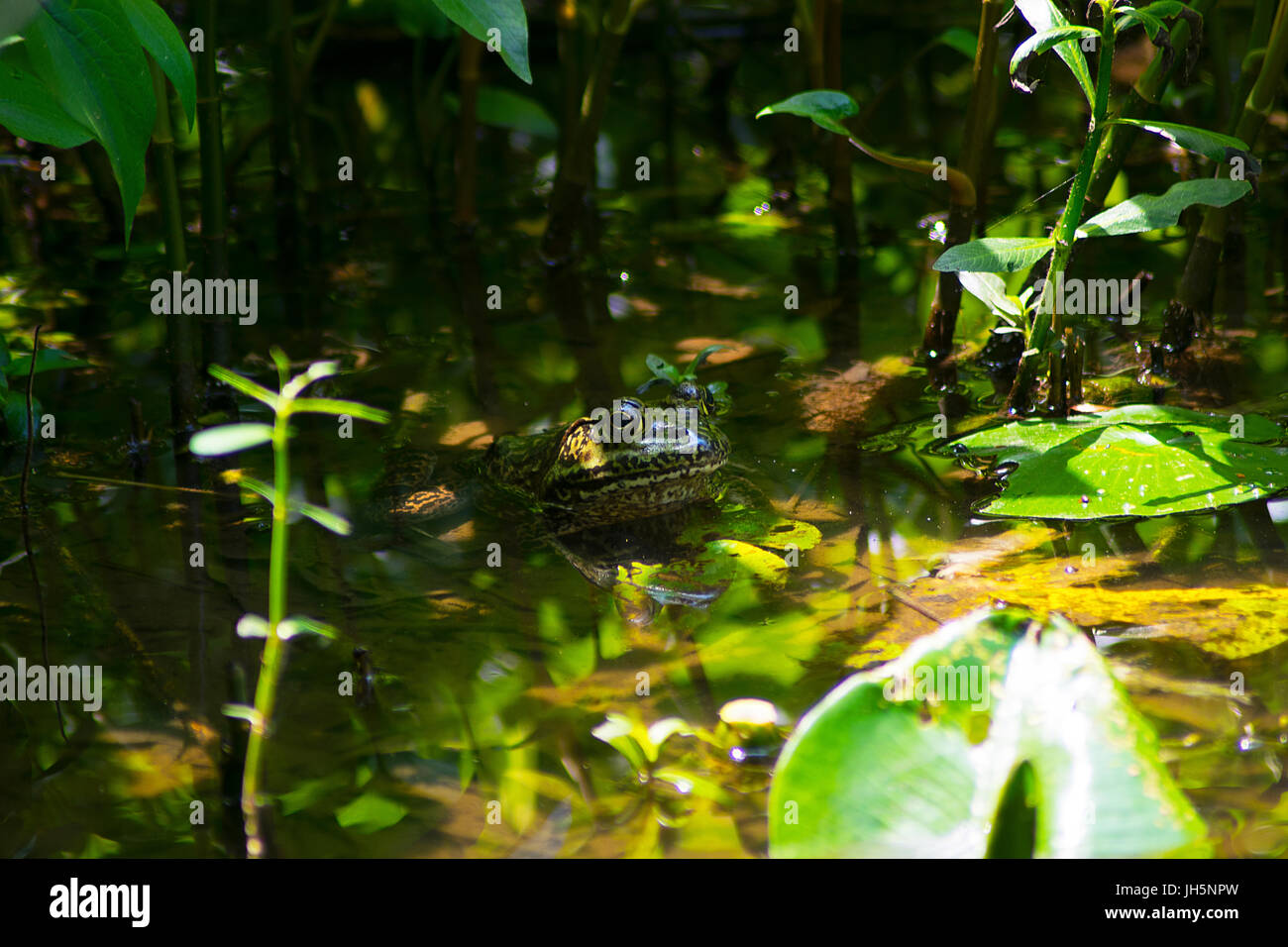 Houston arboretum in texas hi-res stock photography and images - Alamy