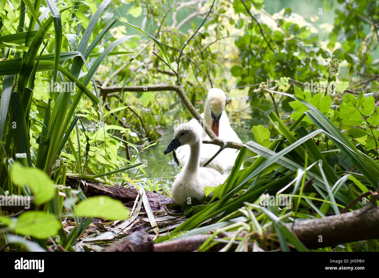 Baby mute swan with mother mute swan hi-res stock photography and ...