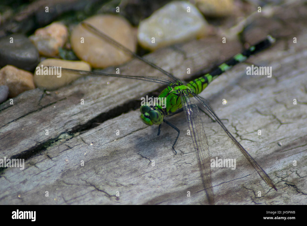 Green dragonfly hi-res stock photography and images - Alamy