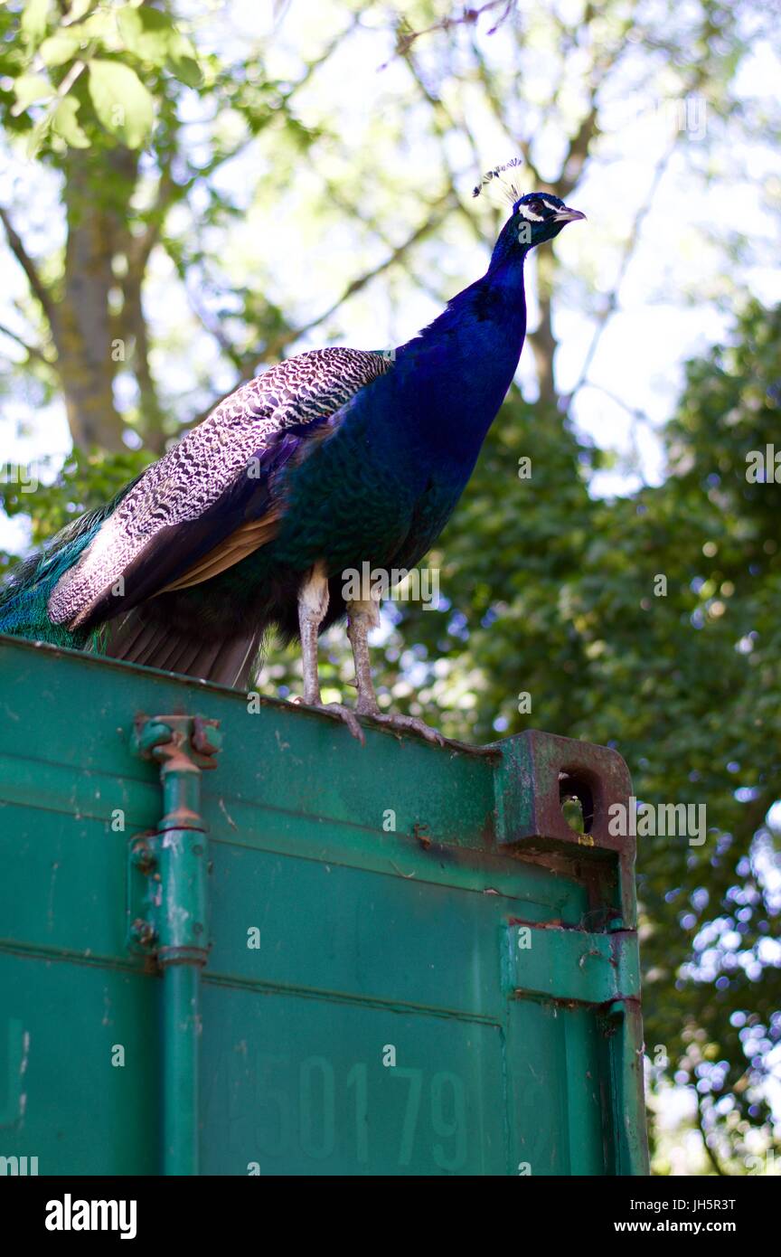 Peacock on a shipping container, Aldenham Country Park Stock Photo - Alamy