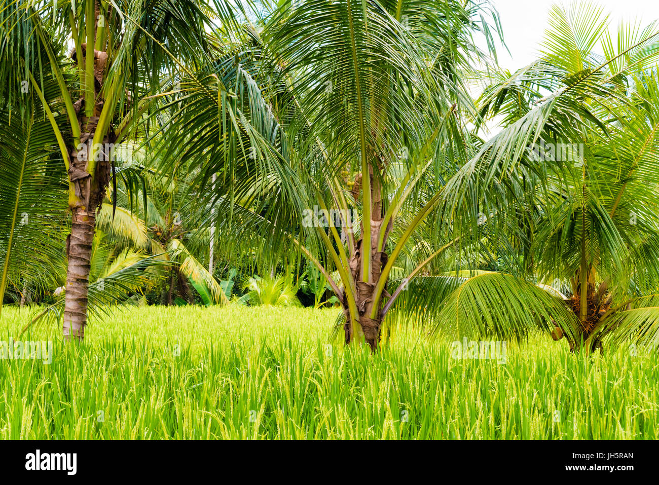 View over rice fields and coconut trees in Asia Stock Photo - Alamy