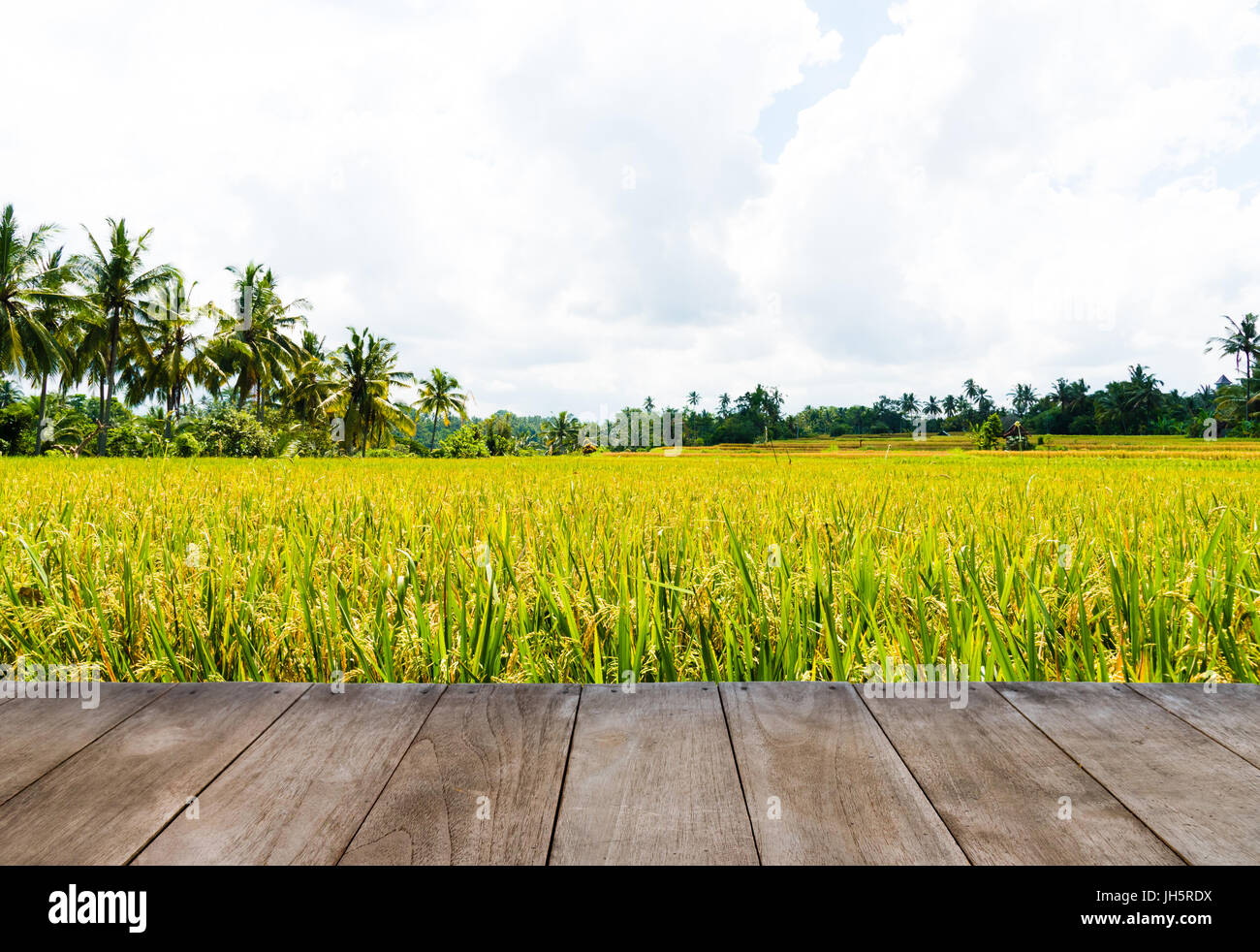 Perspective empty wooden table in front of rice fields and coconut ...