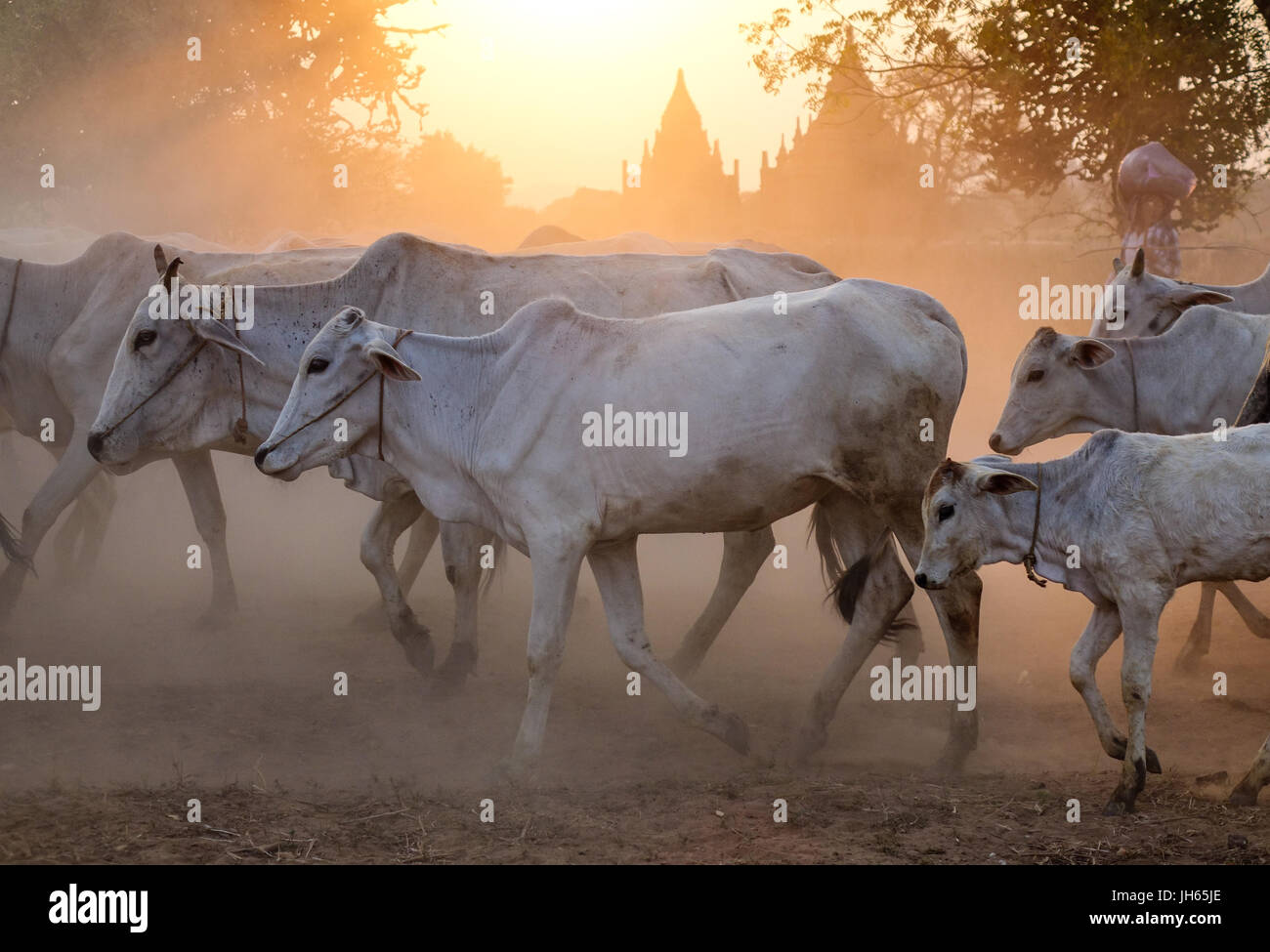 Cows coming home hi-res stock photography and images - Alamy