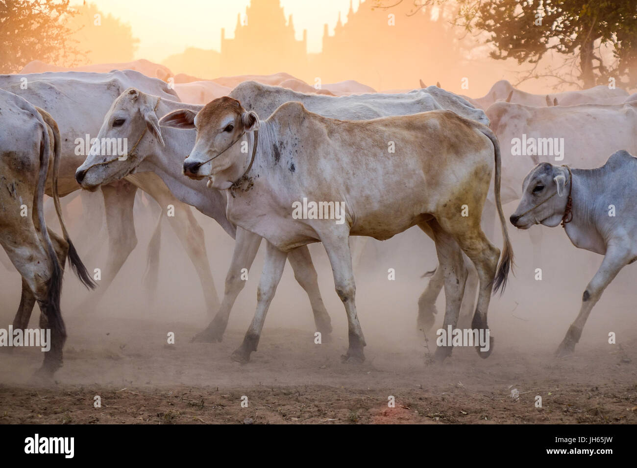 Cows coming home on dusty road at sunset. Close up Stock Photo - Alamy