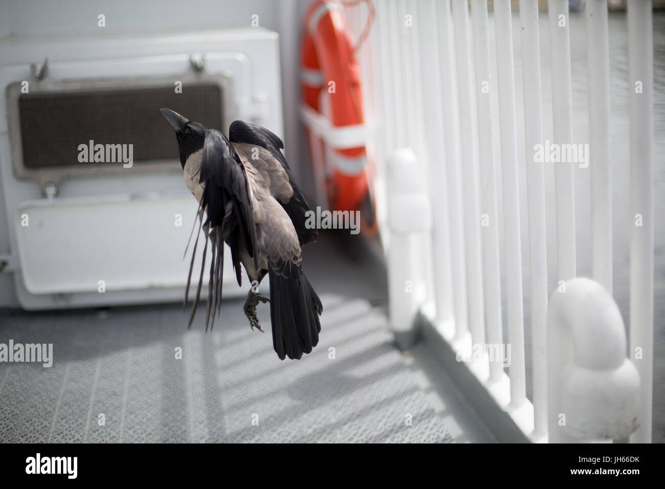 A raven takes flight on a ferry ride through the Stockholm Archipelago ...