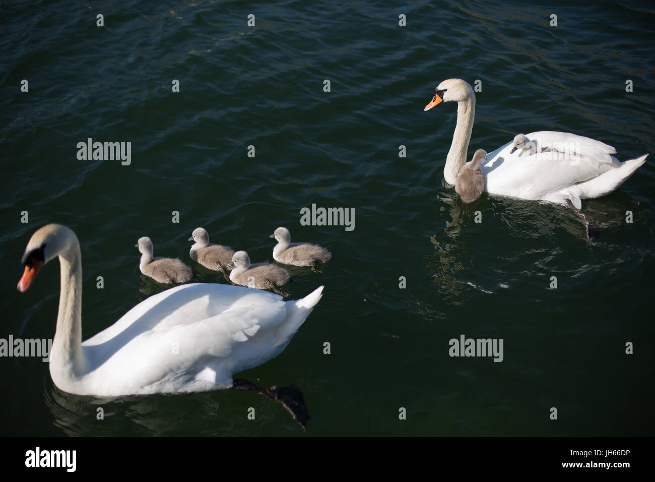 Stockholm and swans hi-res stock photography and images - Alamy