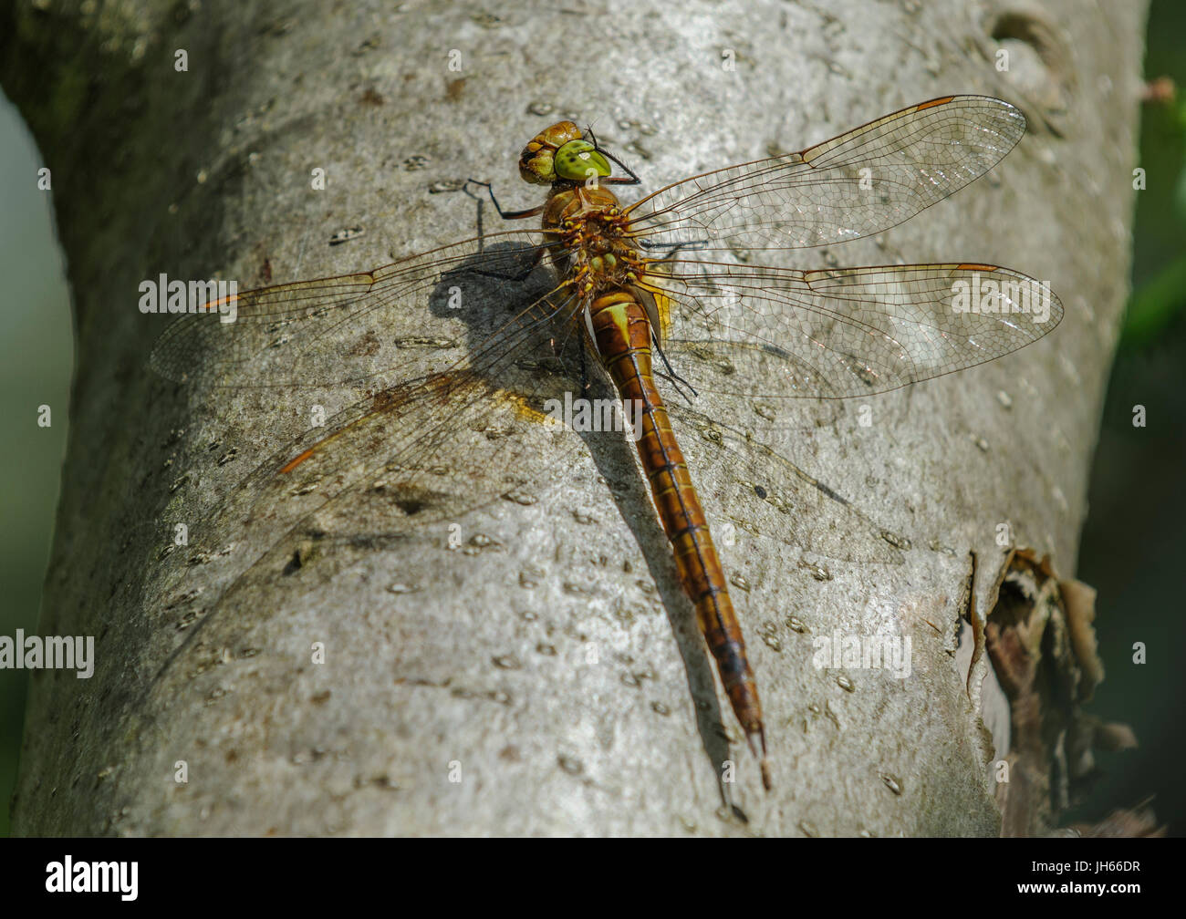 Isosceles triangle hi-res stock photography and images - Alamy
