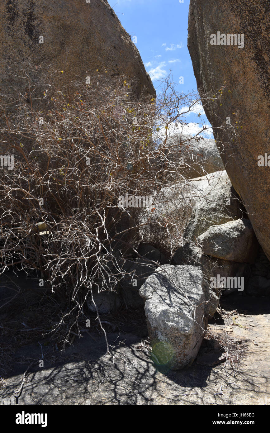 Caatinga brazil hi-res stock photography and images - Alamy