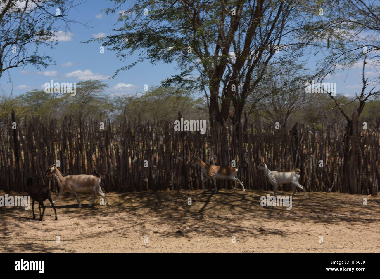 Caatinga animals hi-res stock photography and images - Alamy