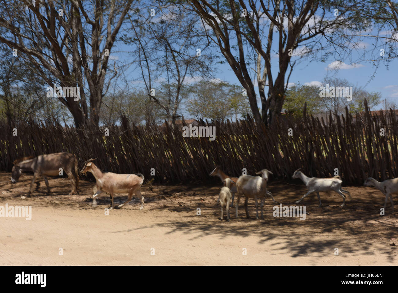 Caatinga animals hi-res stock photography and images - Alamy