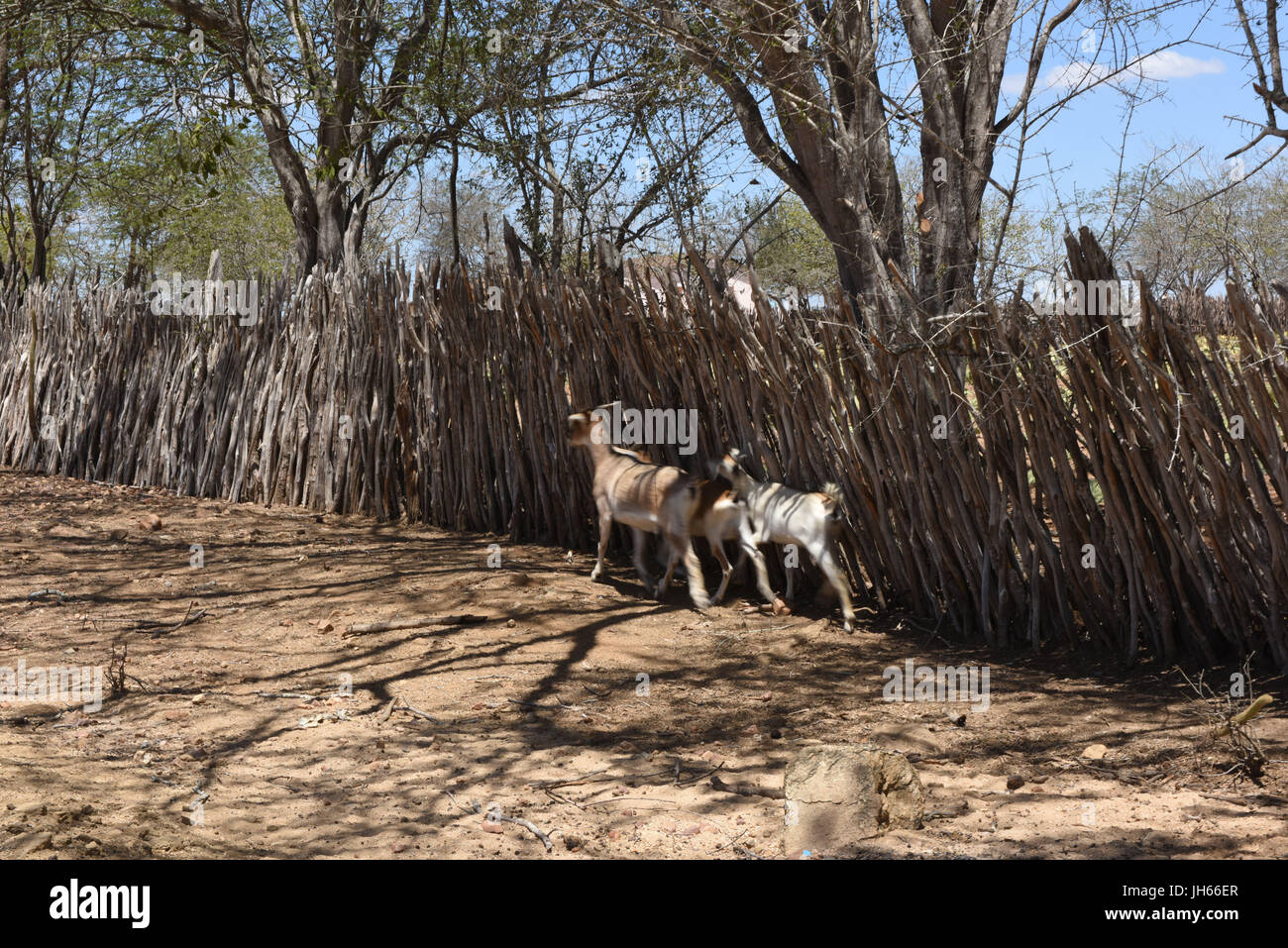 Animals Goats, 2017, Caatinga, Boa Vista, Paraíba, Brazil Stock Photo ...