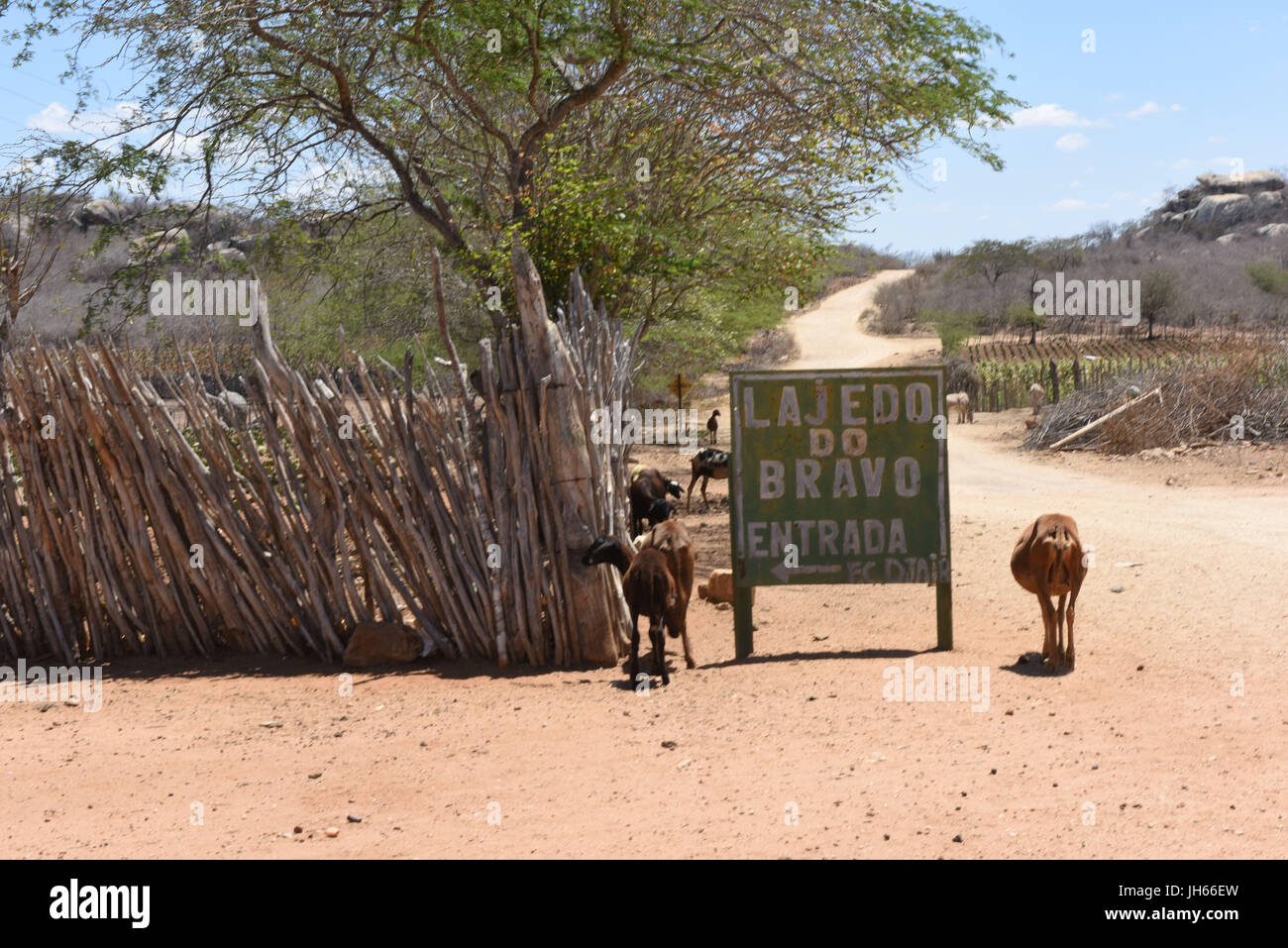 Caatinga animals hi-res stock photography and images - Alamy