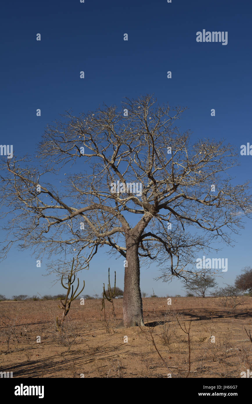 dry tree; 2017, Caatinga, Boa Vista, Paraíba, Brazil Stock Photo - Alamy