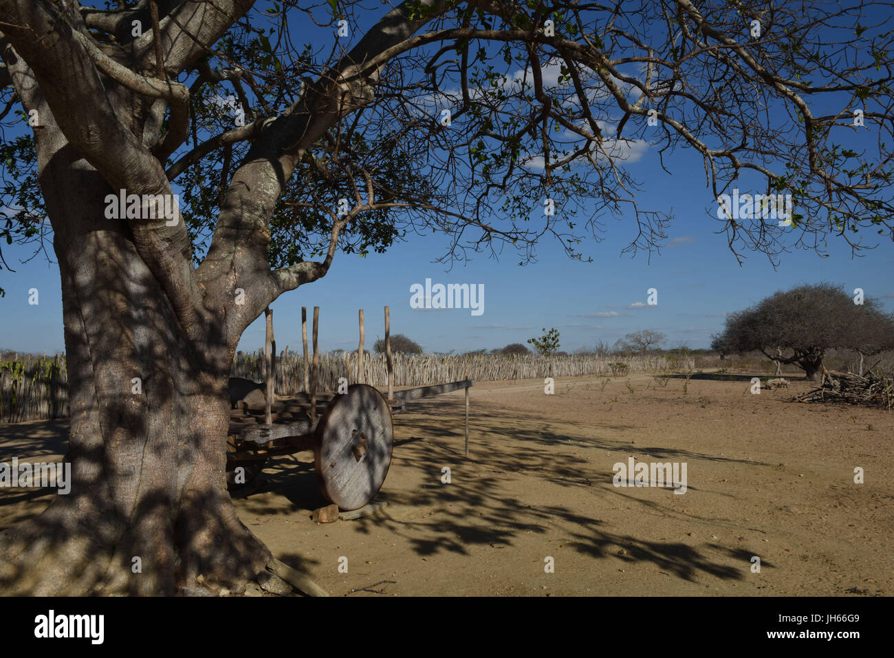 Tree, ox cart, 2017, Caatinga, Boa Vista, Paraíba, Brazil Stock Photo ...