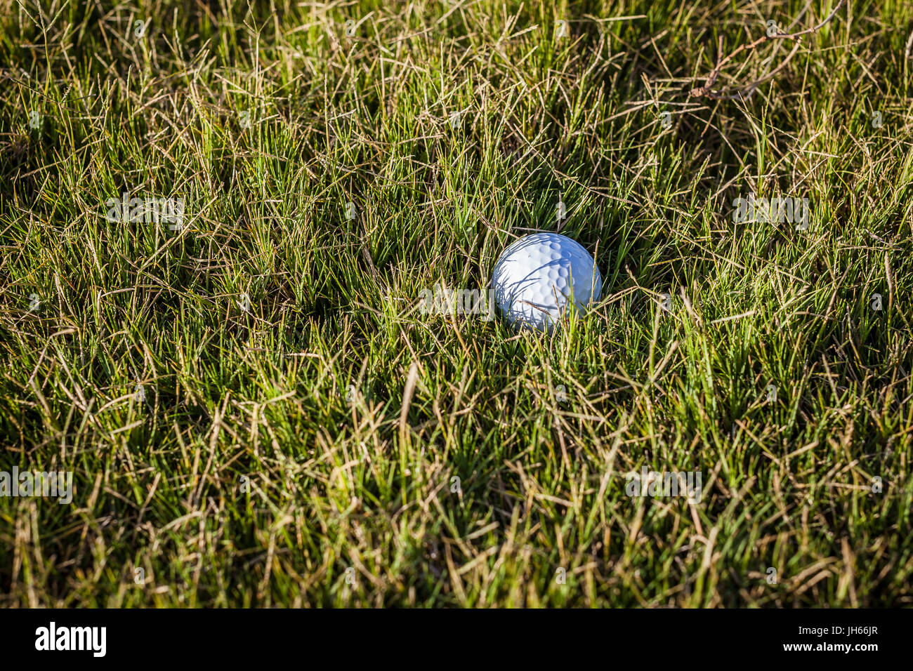 Thick course grass hi-res stock photography and images - Alamy