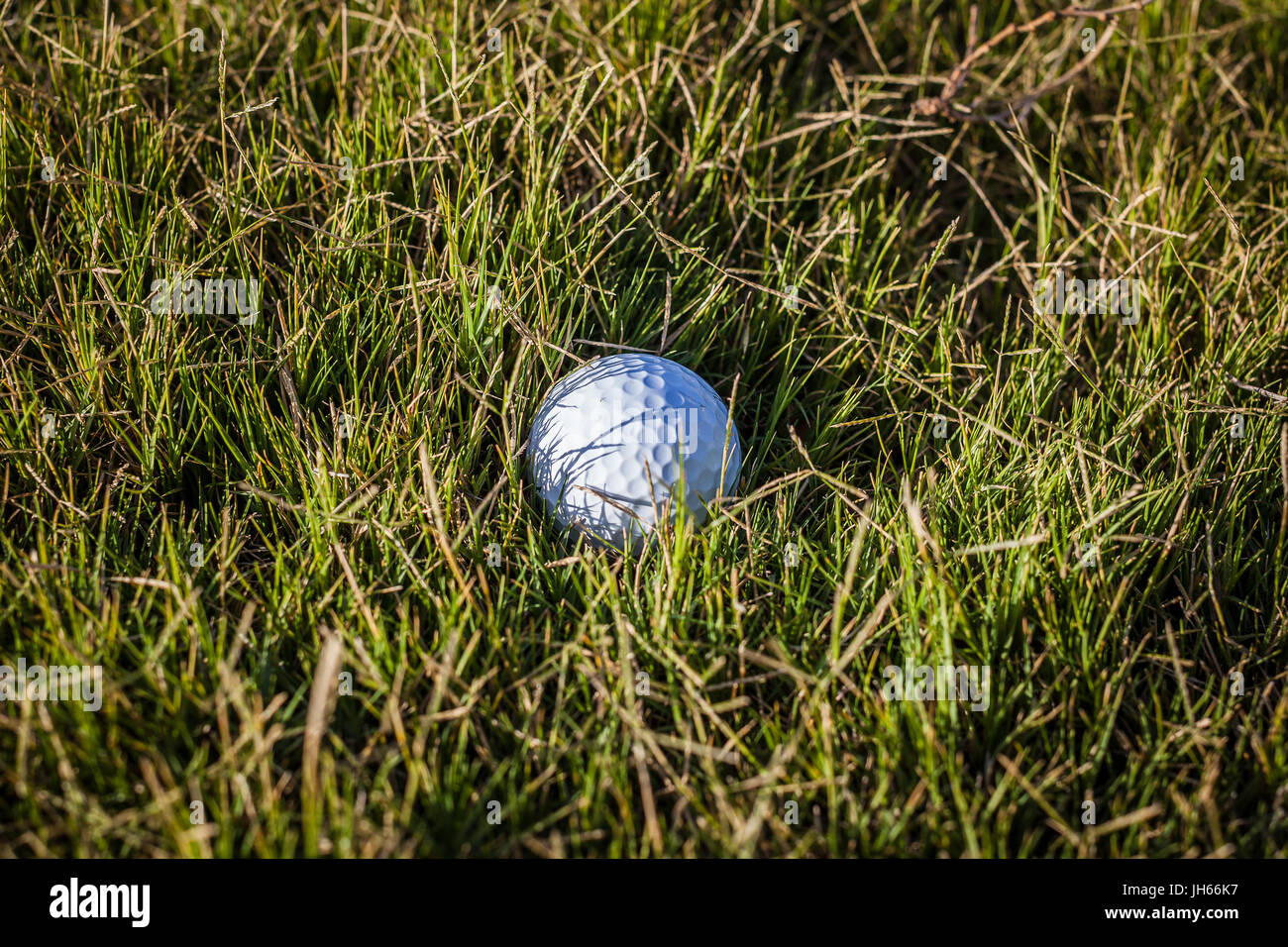 Thick course grass hi-res stock photography and images - Alamy