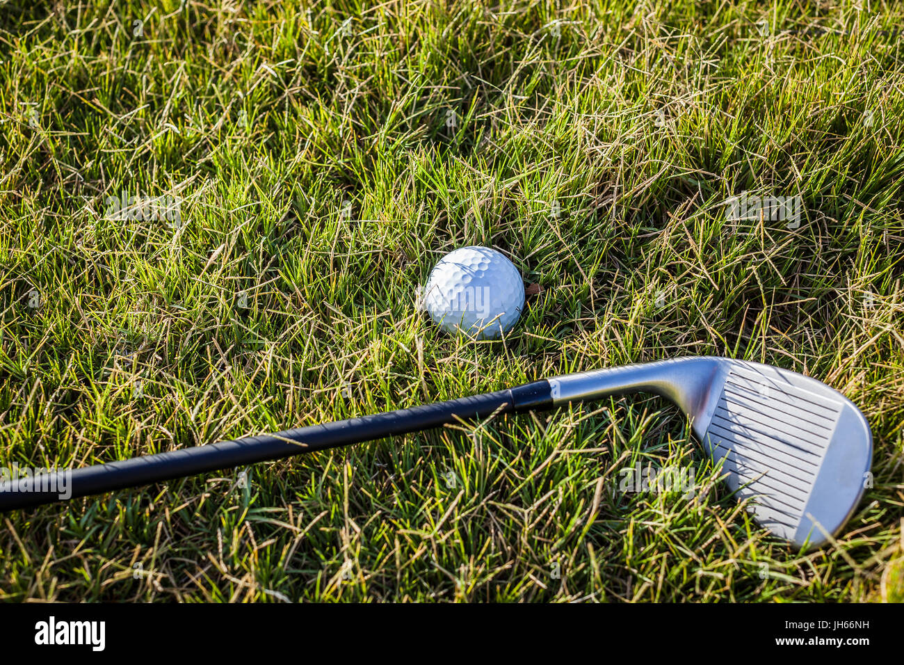 Golf ball in the rough grass with a wedge golf club next to it Stock ...