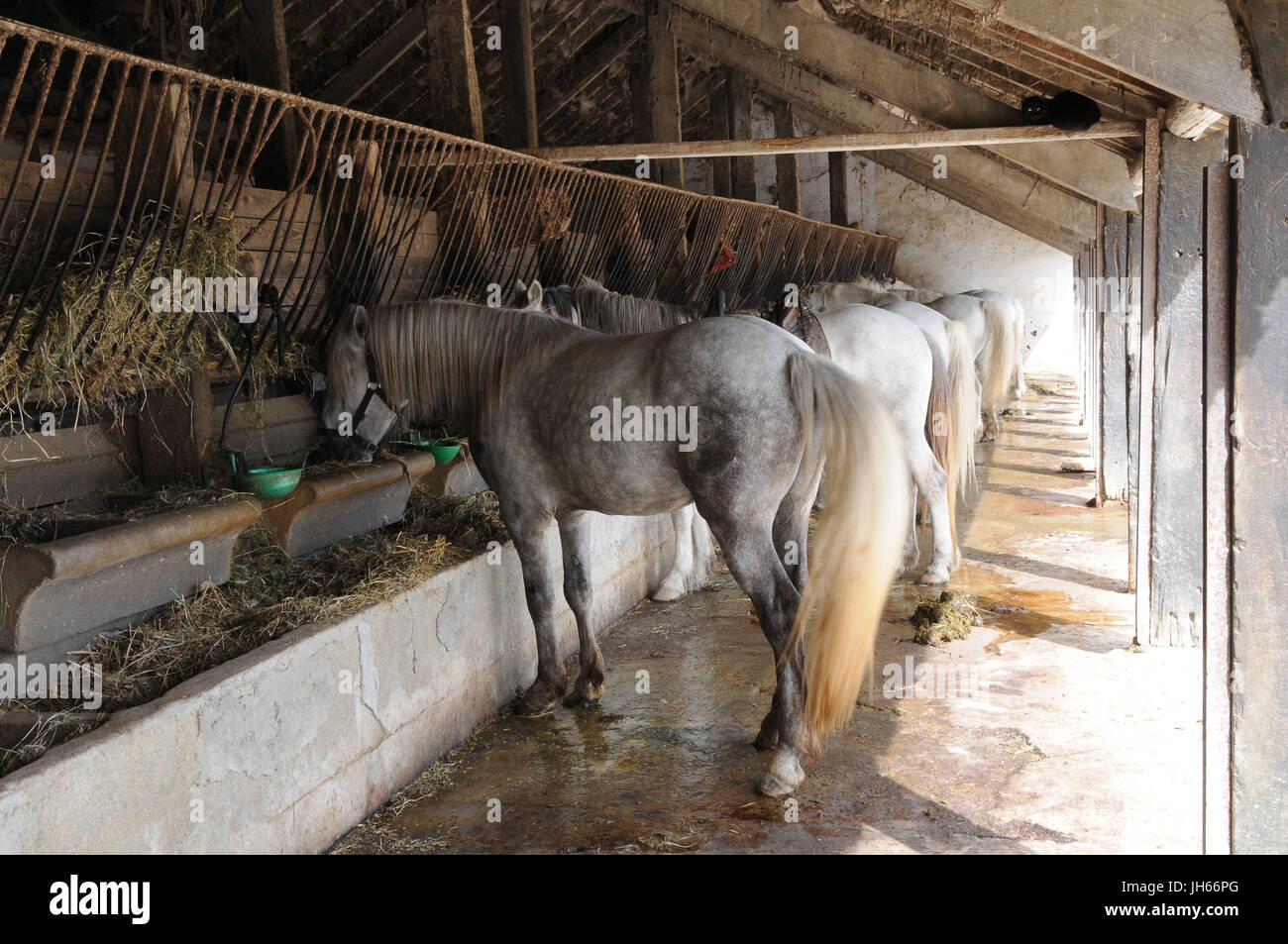 Stable, horses, 2017, Saint Marie de la Mer, Camargue, France Stock ...