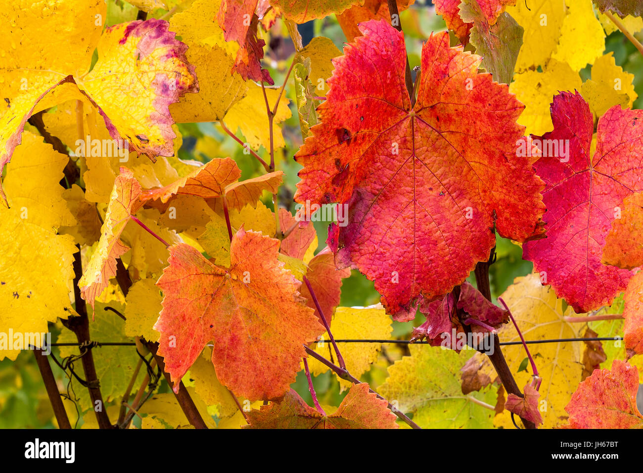 Fall foliage colors of grapevine in vineyard during autumn closeup ...