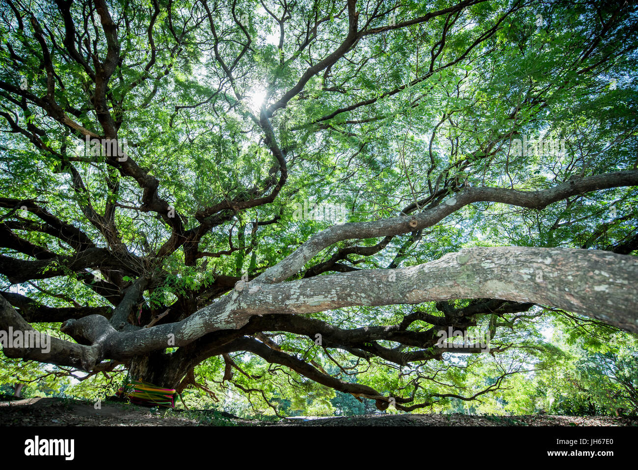 Samanea High Resolution Stock Photography and Images - Alamy