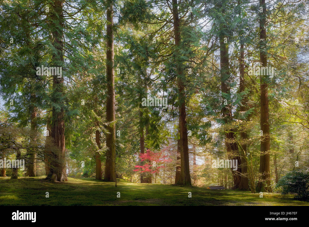 Old japanese maple tree portland garden hi-res stock photography and ...