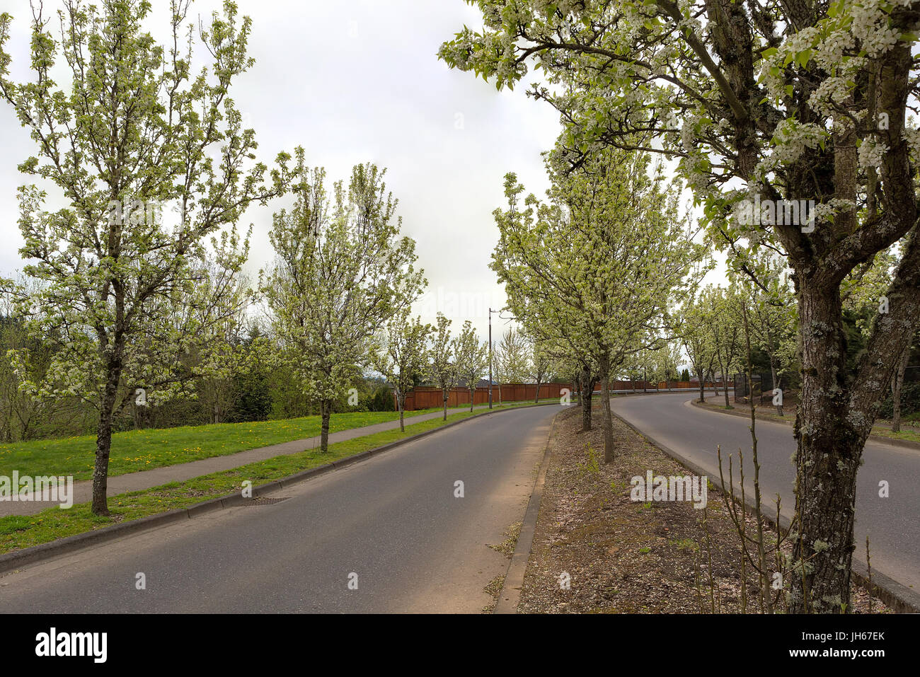 Tree lined street in resideintial neighborhood housing area in Portland ...