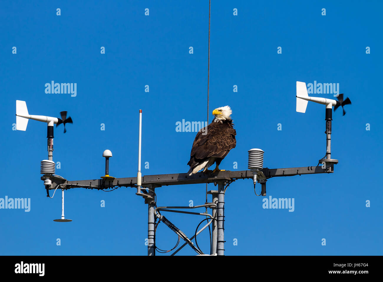 American Bald Eagle perched on communication tower at West Point ...