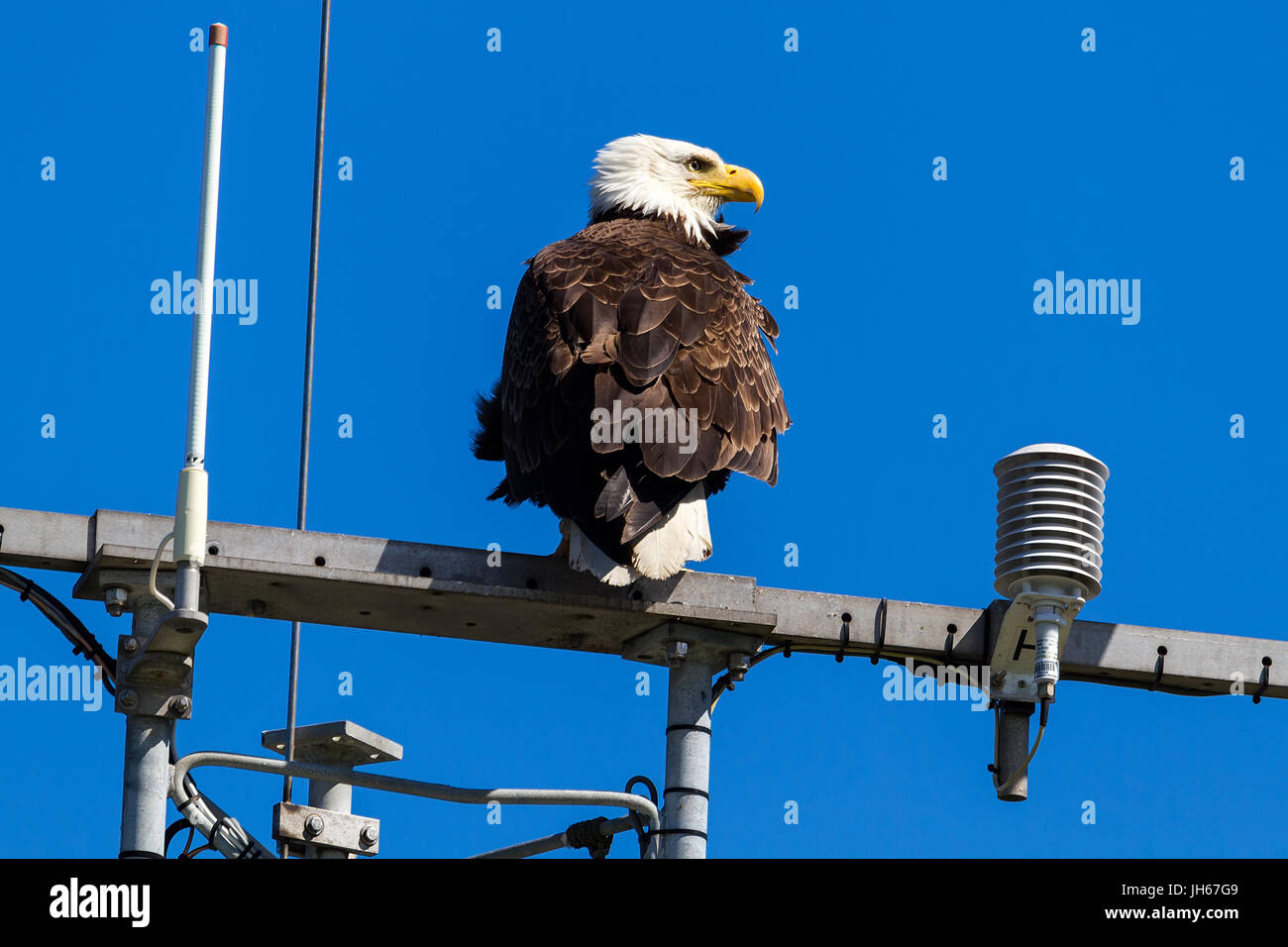 American Bald Eagle perched on communication tower at West Point ...