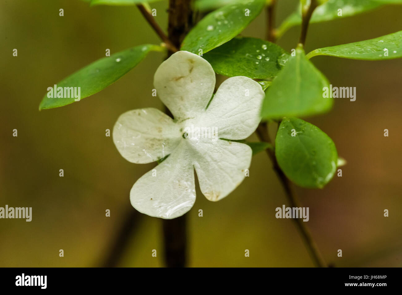 Beautiful white flower petals fallen on leaves in forest after the rain ...