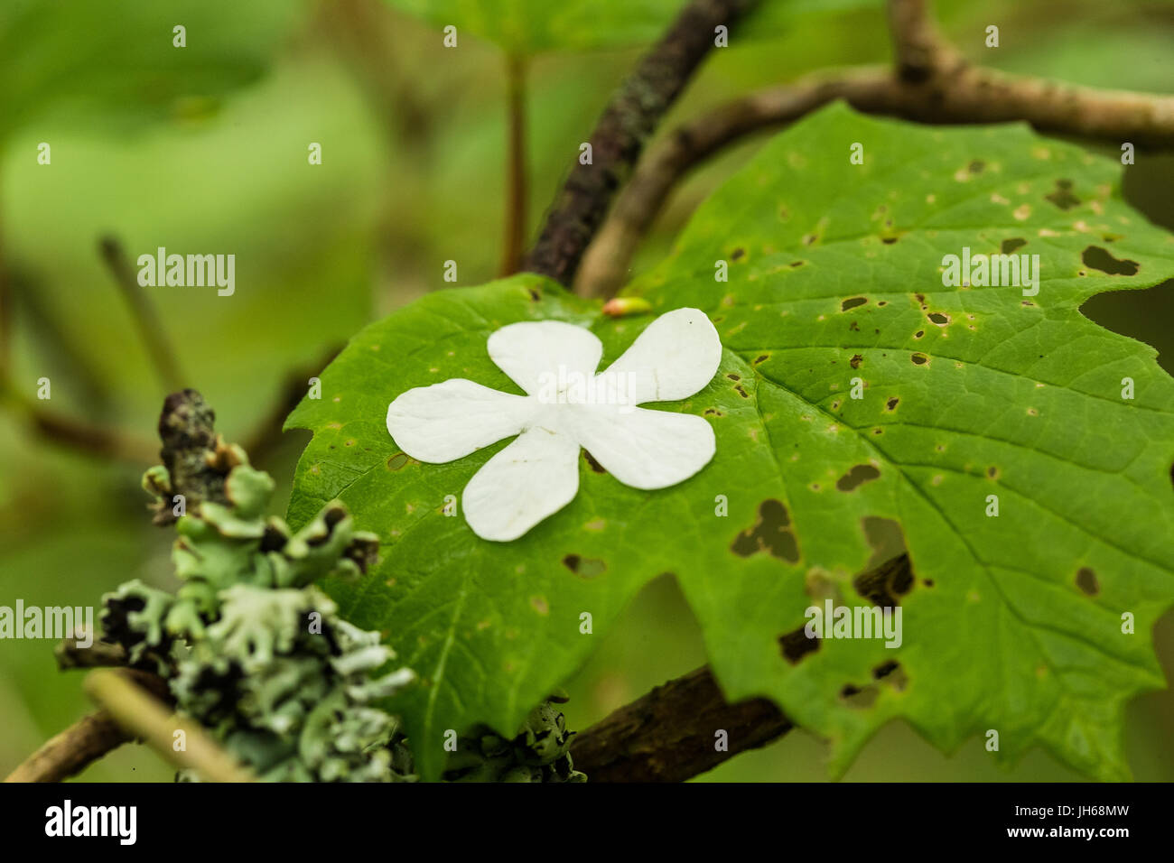 Beautiful white flower petals fallen on leaves in forest after the rain ...