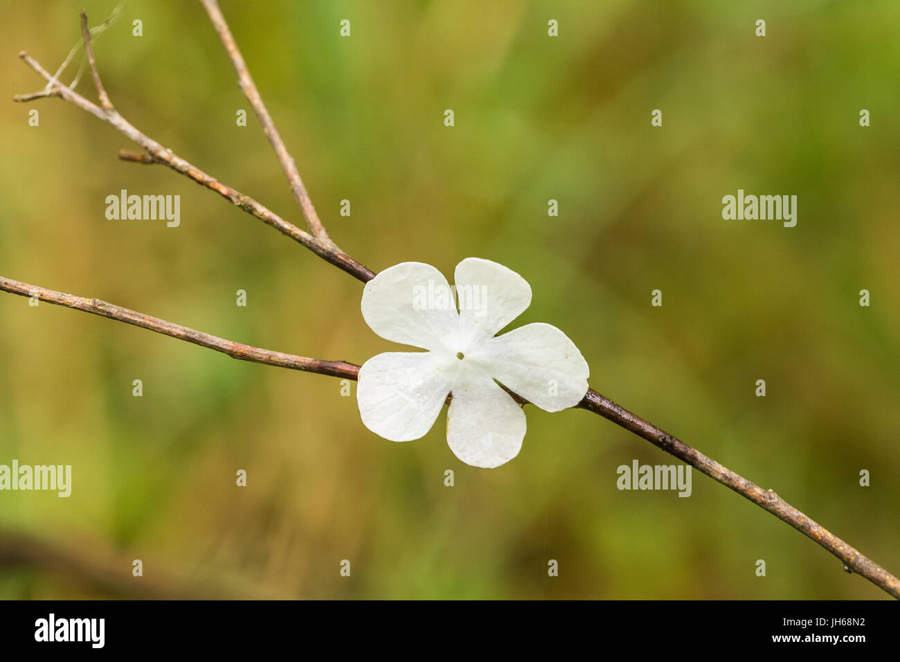 Beautiful white flower petals fallen on leaves in forest after the rain ...