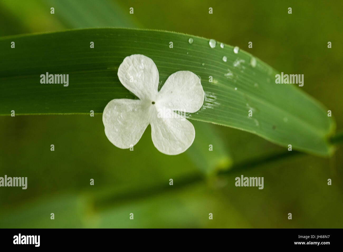 Beautiful white flower petals fallen on leaves in forest after the rain ...