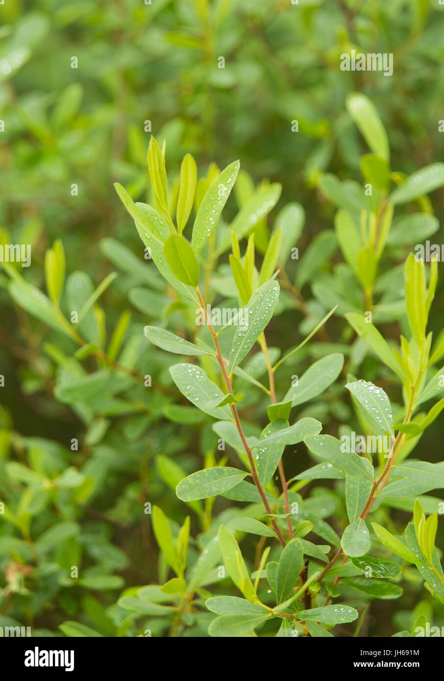 Beautiful, fresh, vibrant leaves of a bog myrtle after the rain ...