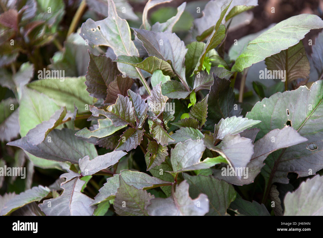 Close up view of Karma Choc dhalia plants before blooming. This plant ...