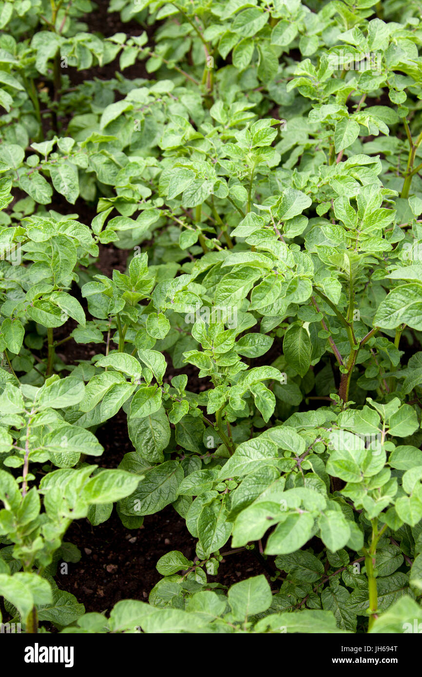 Summer view of Shetland Black potato plants. This plant was grown in ...