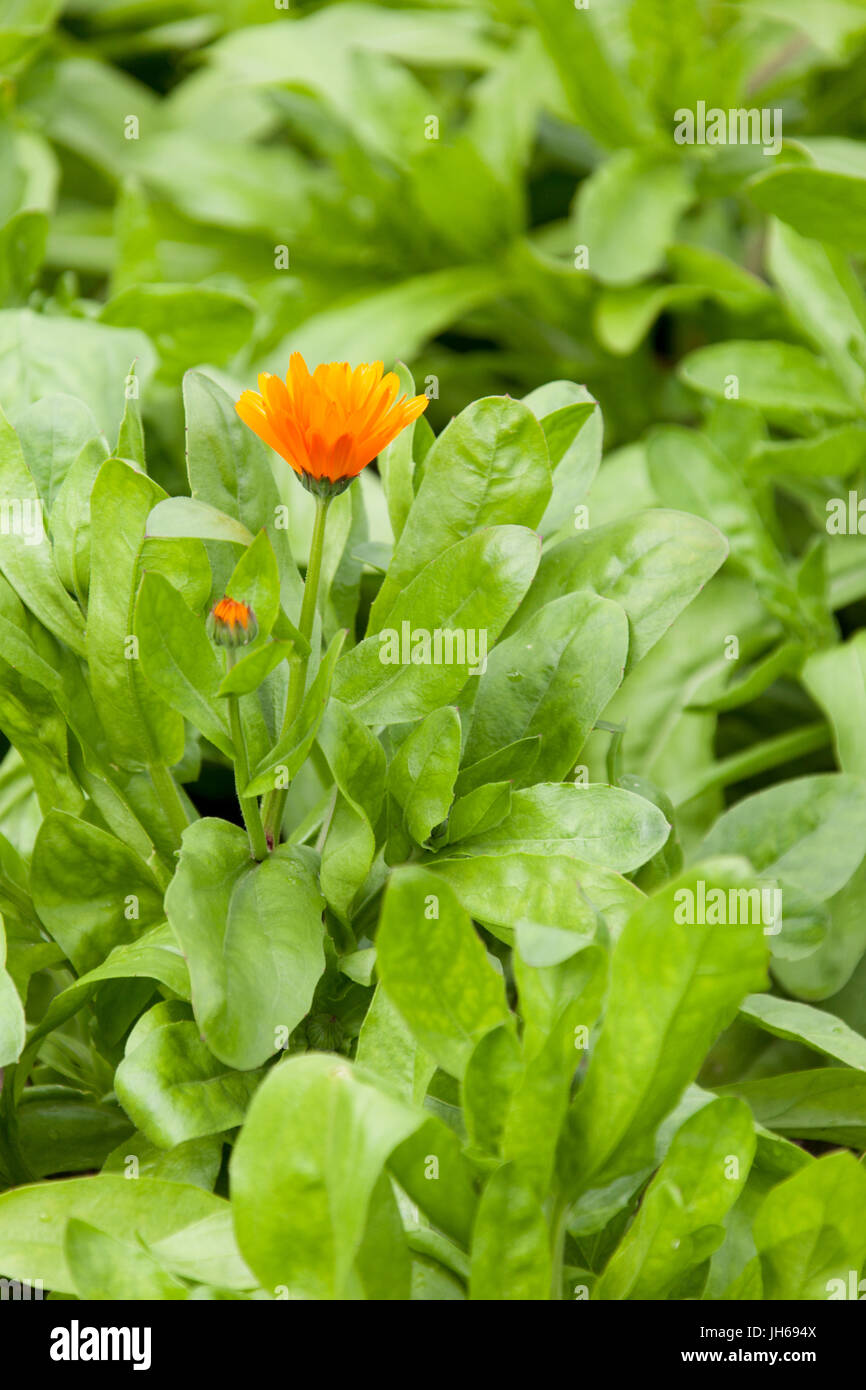 Summer view of Calendula Officinalis in bloom. This plant was grown in ...