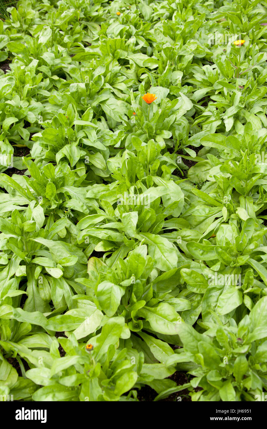 Summer view of Calendula Officinalis in bloom. This plant was grown in ...