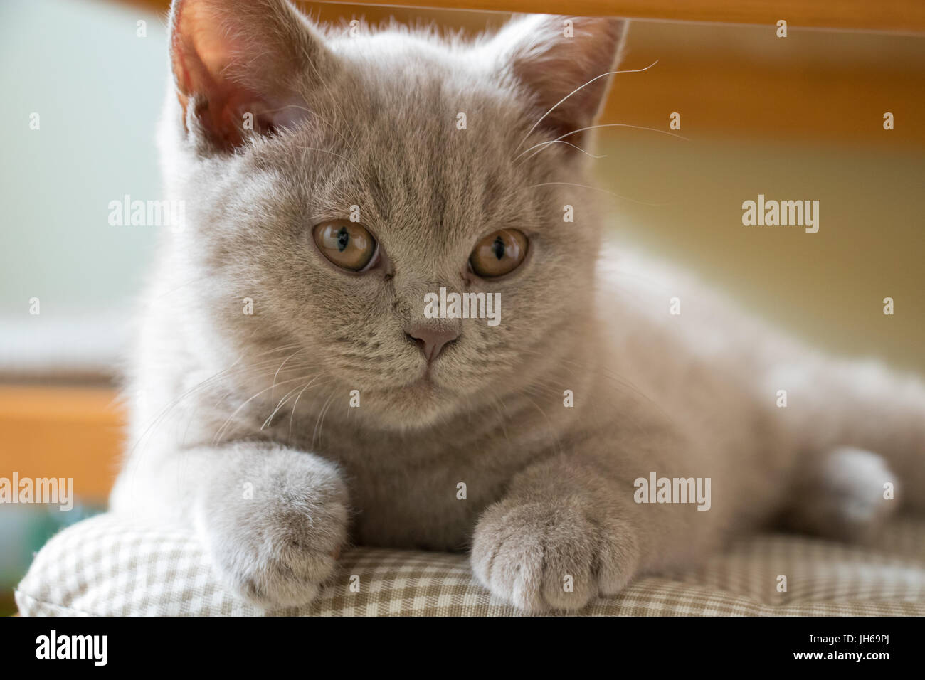 Cat on a chair Stock Photo - Alamy