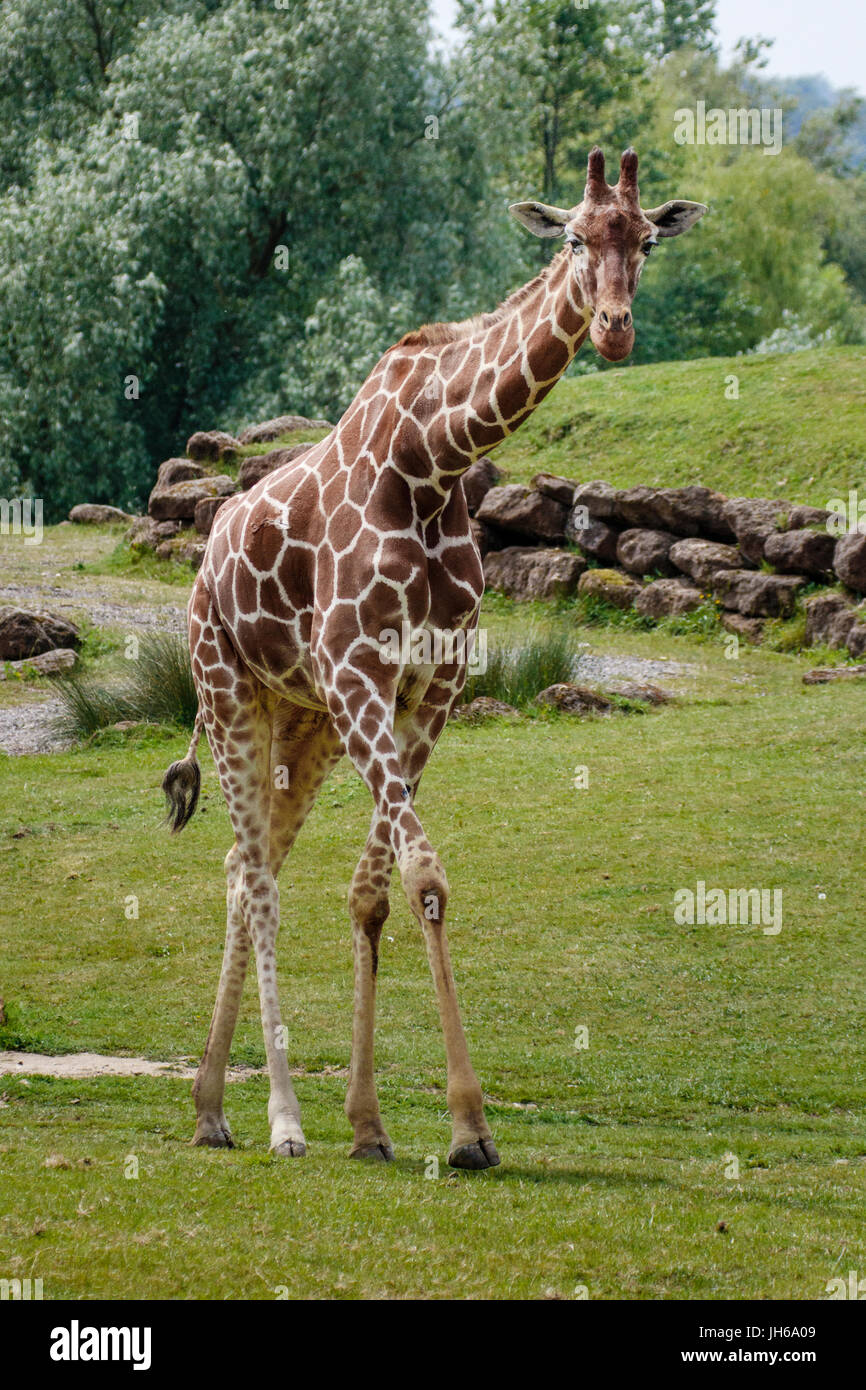 Giraffe hoof hi-res stock photography and images - Alamy
