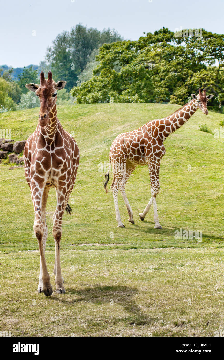 Giraffe full body hi-res stock photography and images - Alamy