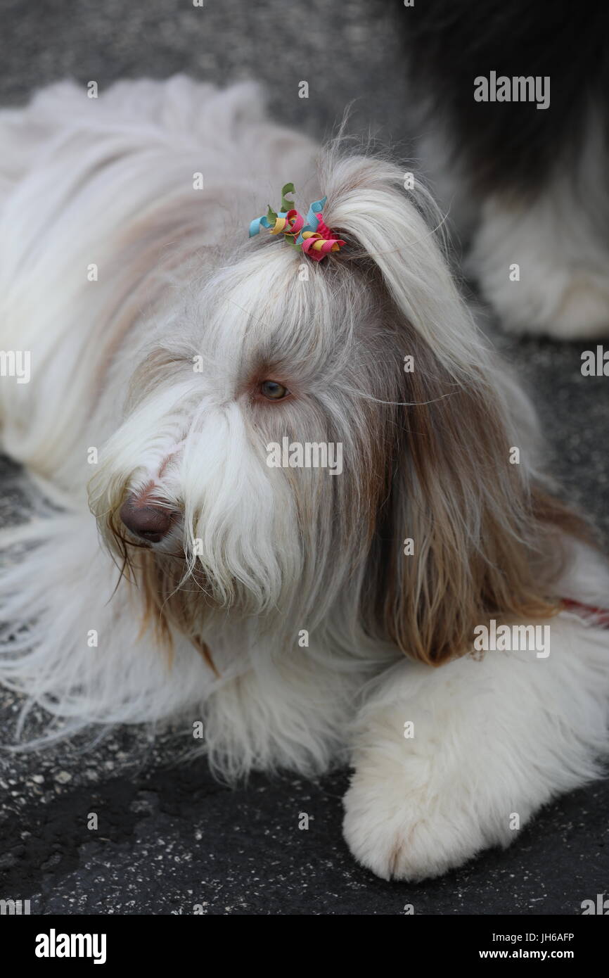 Dog top knot hi-res stock photography and images - Alamy