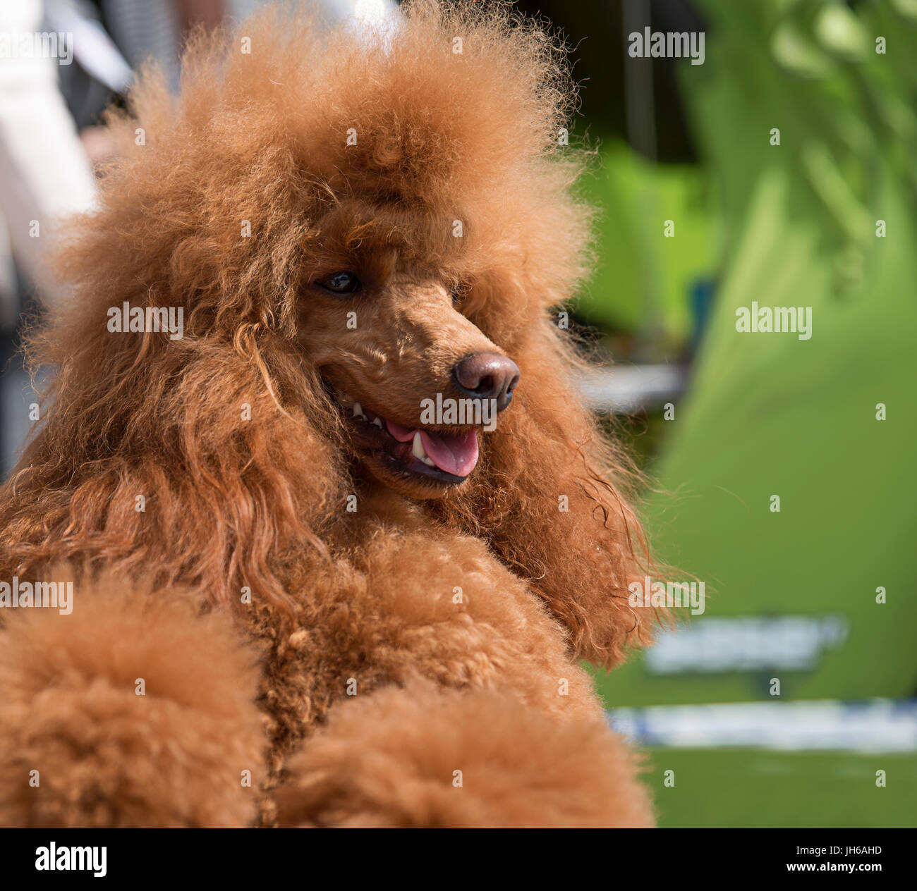 Red poodle hi-res stock photography and images - Alamy