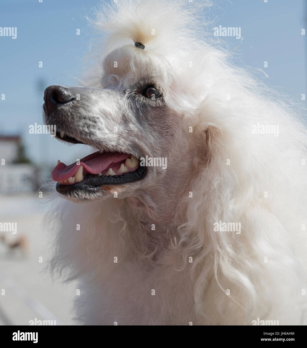 Portrait of a white standard puddle Stock Photo - Alamy