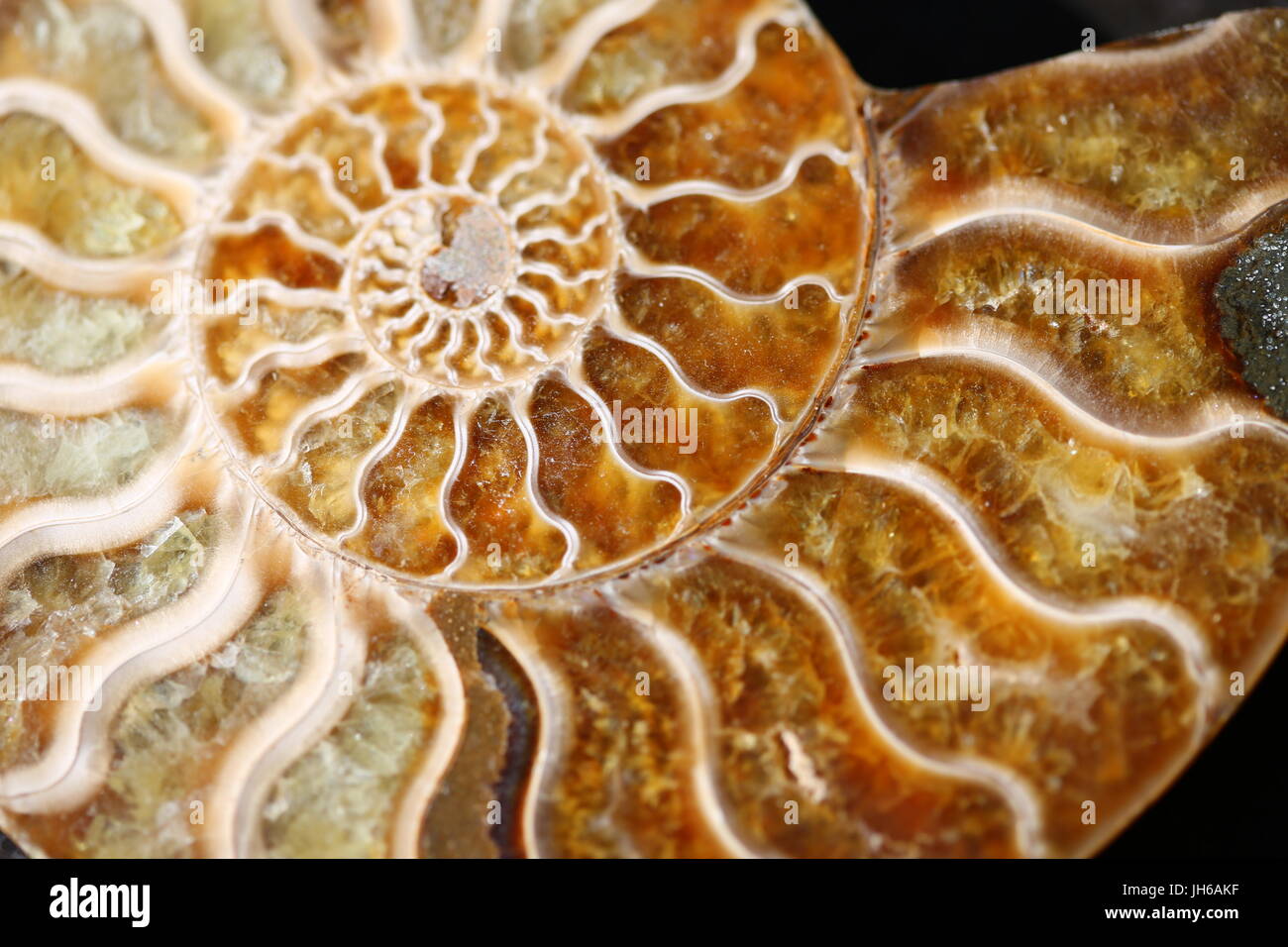 Fossil shell spiral hi-res stock photography and images - Alamy