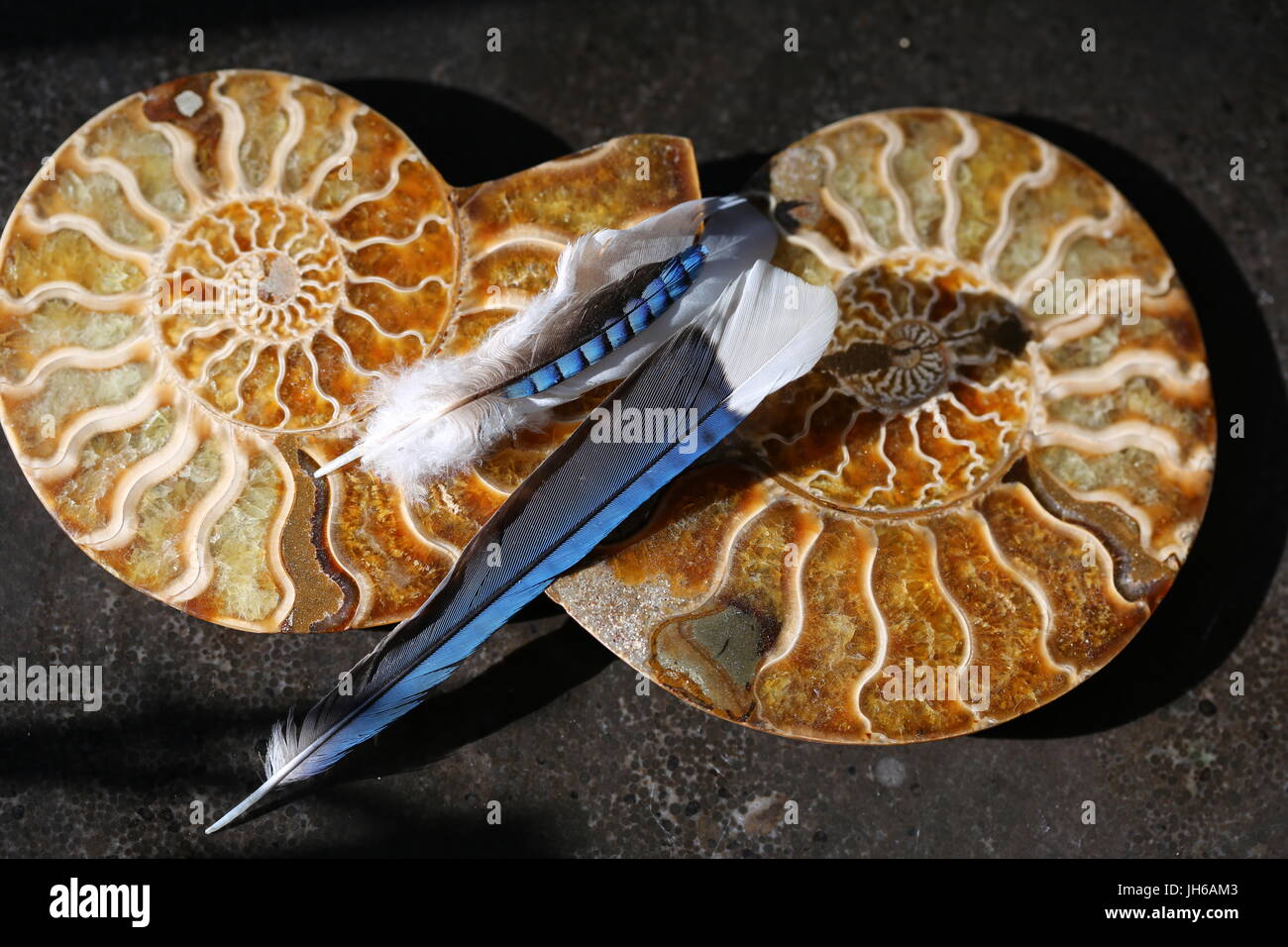 Fossil ancestor hi-res stock photography and images - Alamy