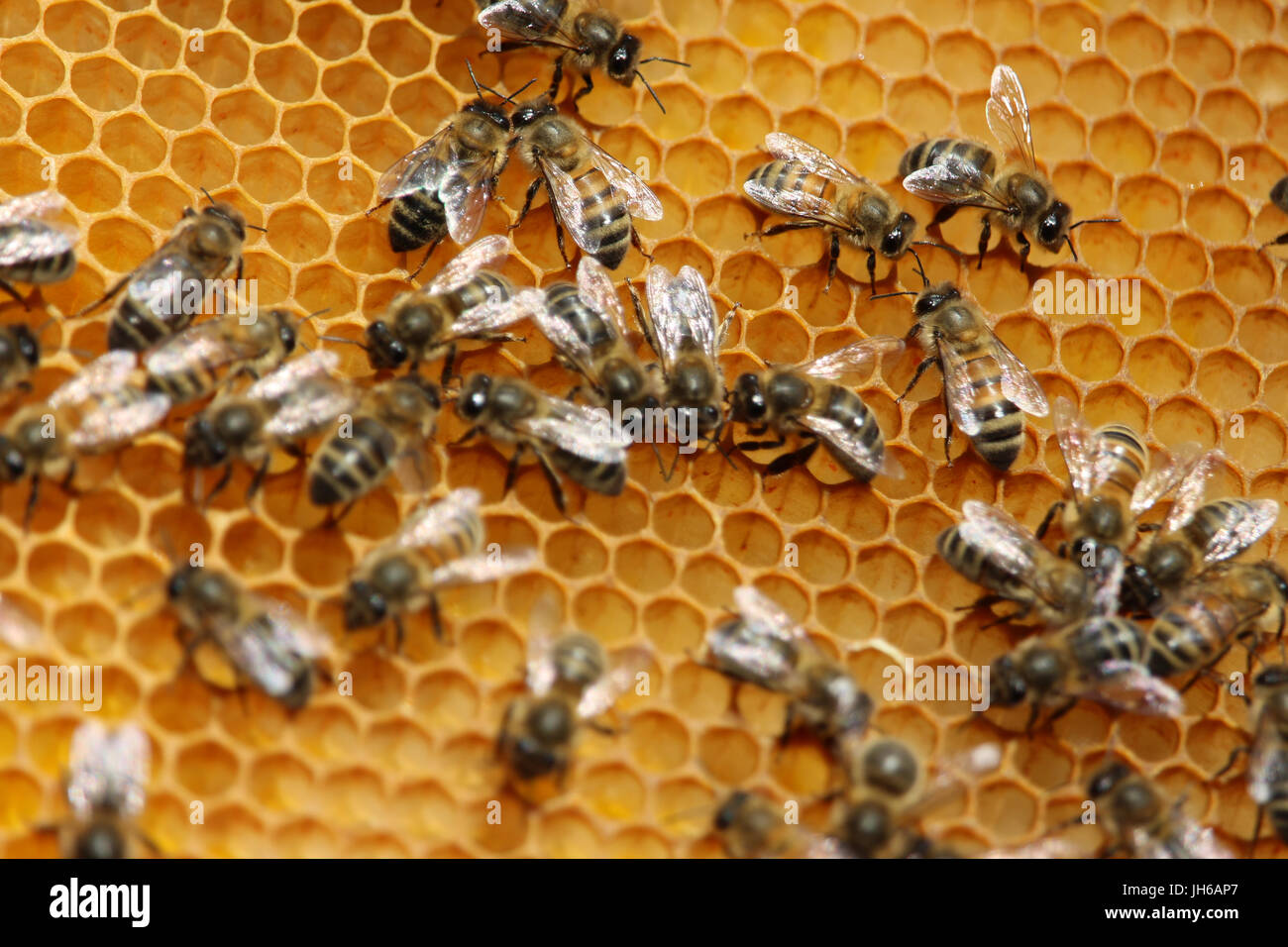 Animal feed insects hi-res stock photography and images - Alamy